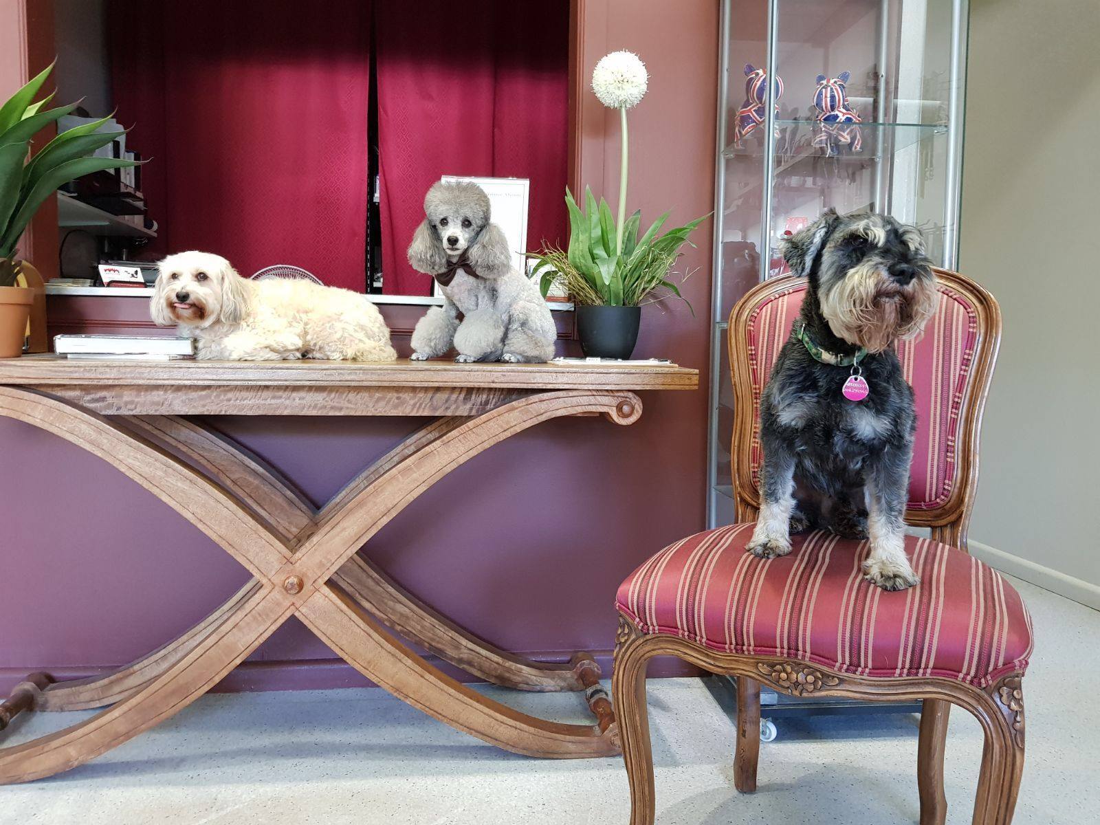 Spoilt Rotten Dogs Review [2021] | Best Australia